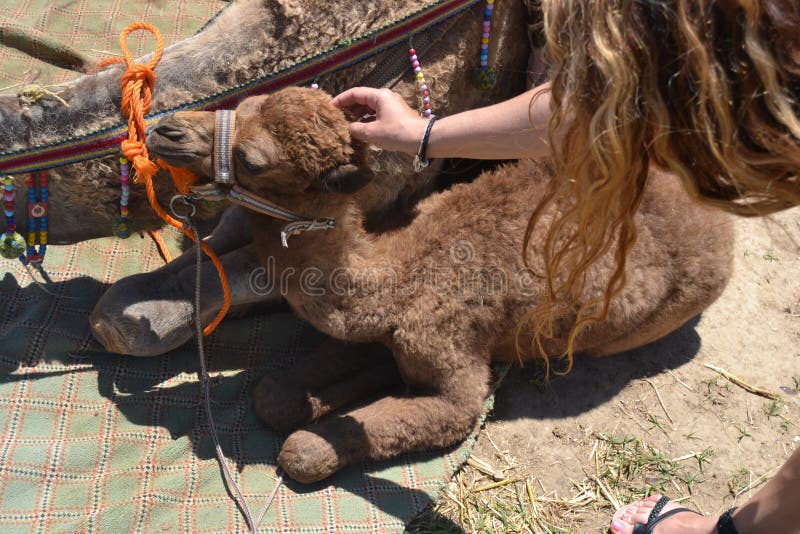 Camel Baby Being Petted by a Human Stock Photo - Image of mammal ...