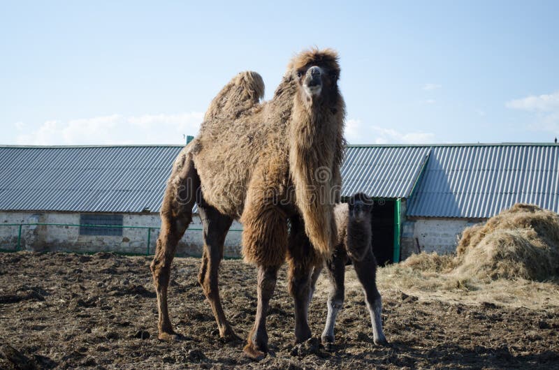 Camel baby with mother stock image. Image of mother, east - 77543837