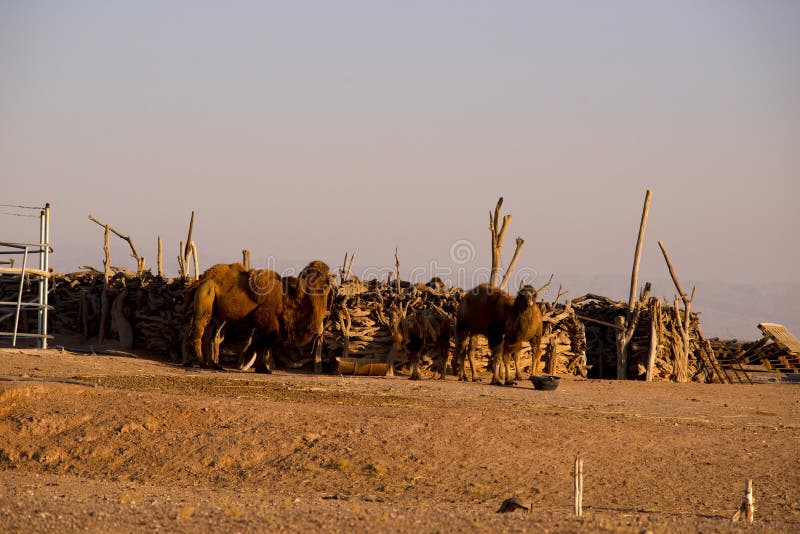 Camel stock photo. Image of desert, breeding, ranch - 104986292