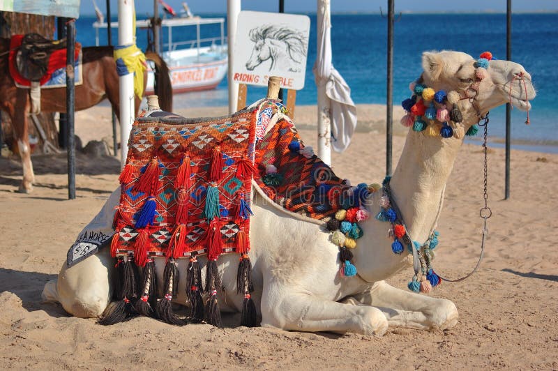Camel on the Beach stock photo. Image of east, animals - 12678922