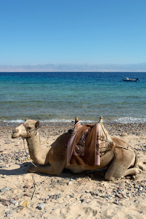 Camel On The Beach Picture. Image: 5783324