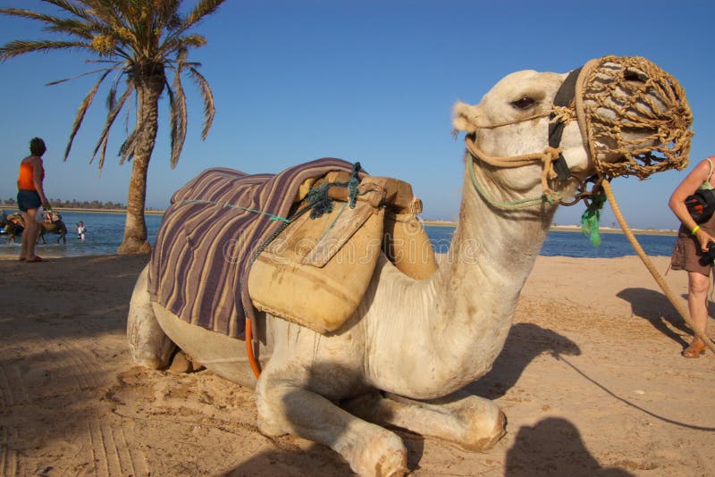 Camel on beach stock image. Image of sahara, hump, ears - 7353319