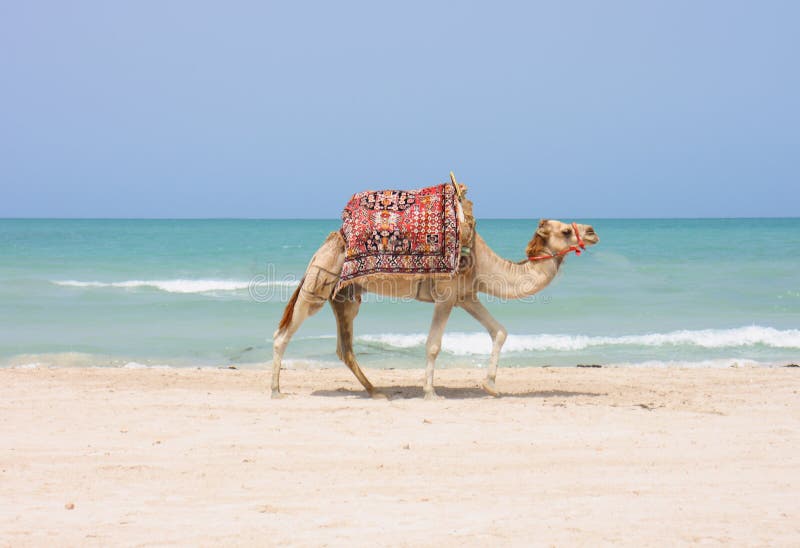 Camel on beach. Egypt stock image. Image of african, cover - 9557875