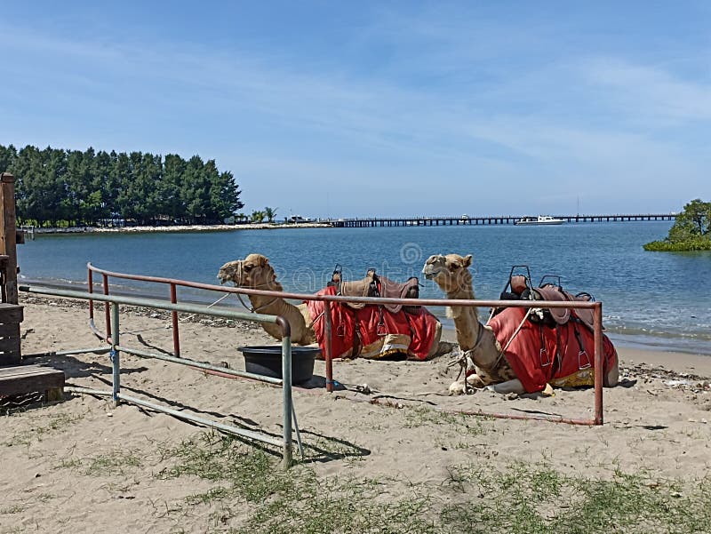 Camel on Beach in Bali Indonesia Stock Photo - Image of cape, person ...