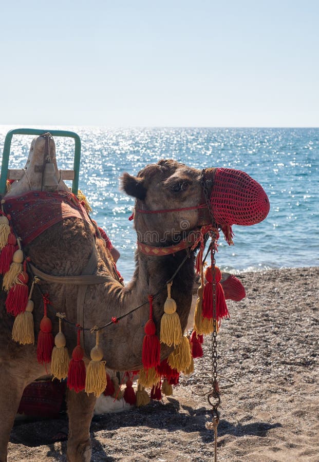 Camel at the beach stock image. Image of resting, camel - 340129251
