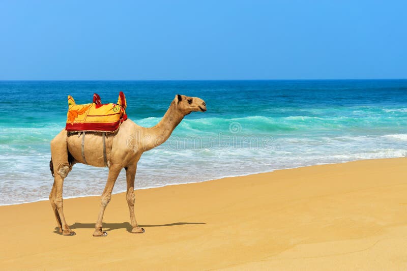 Camel on the beach stock photo. Image of beautiful, arabian - 67859792