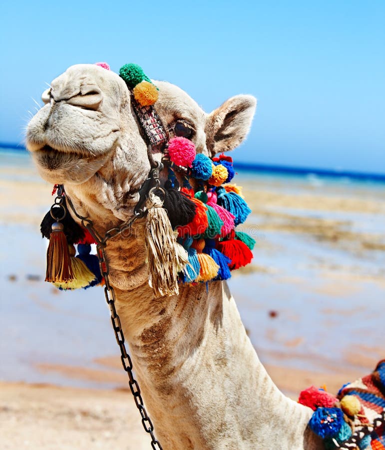 Camel at beach. stock photo. Image of transportation - 30465422