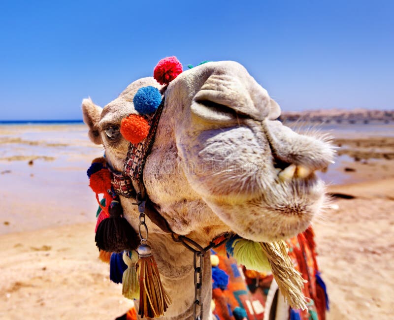 Camel at beach. stock image. Image of ocean, traditional - 39549515
