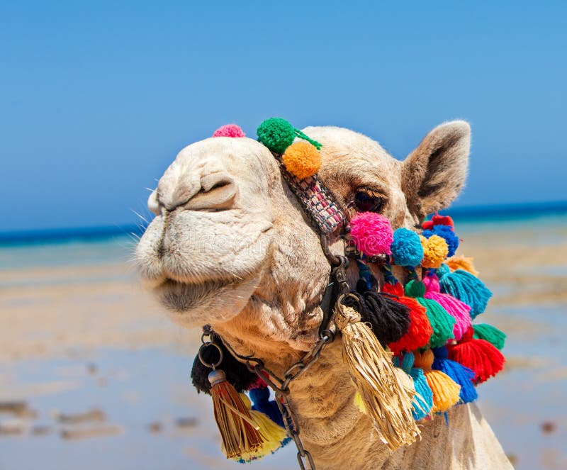 Camel at beach. stock image. Image of ocean, traditional - 39549515