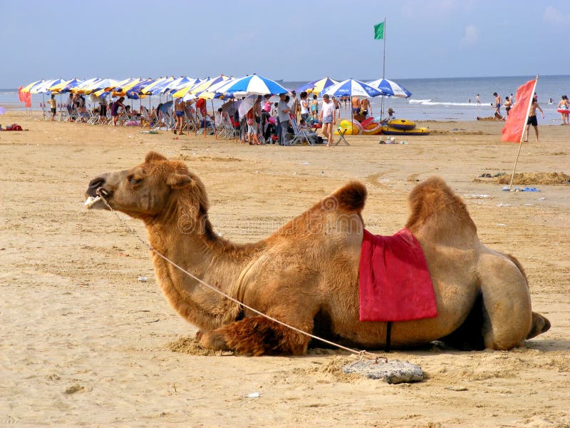 Camel on the Beach editorial photo. Image of beauty, mountains - 30632501