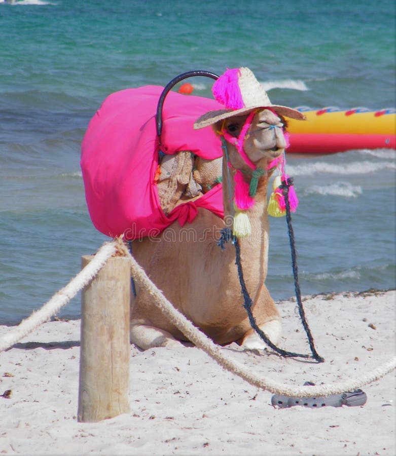 Camel at the beach stock photo. Image of beach, rose - 102286732