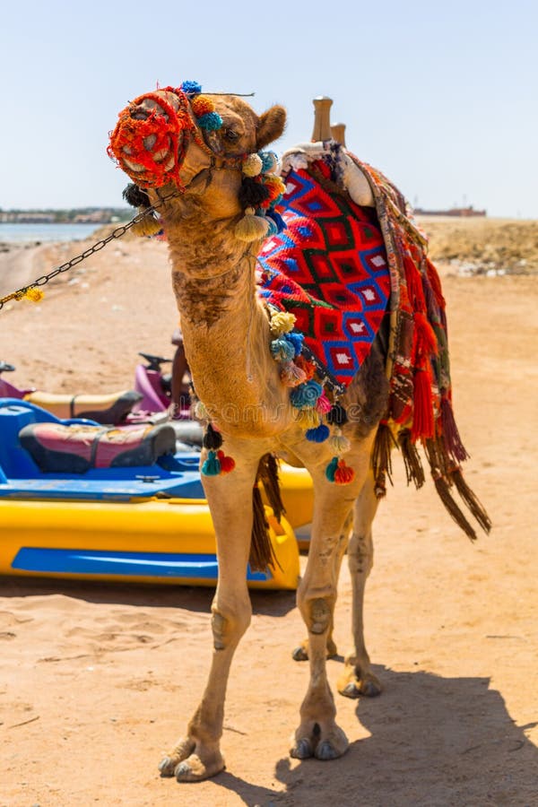 Camel on the Beach of Red Sea Stock Photo - Image of destinations, asia ...
