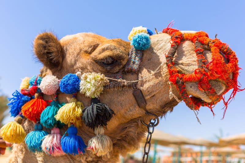 Camel on the Beach of Red Sea Stock Image - Image of asia, landscape ...
