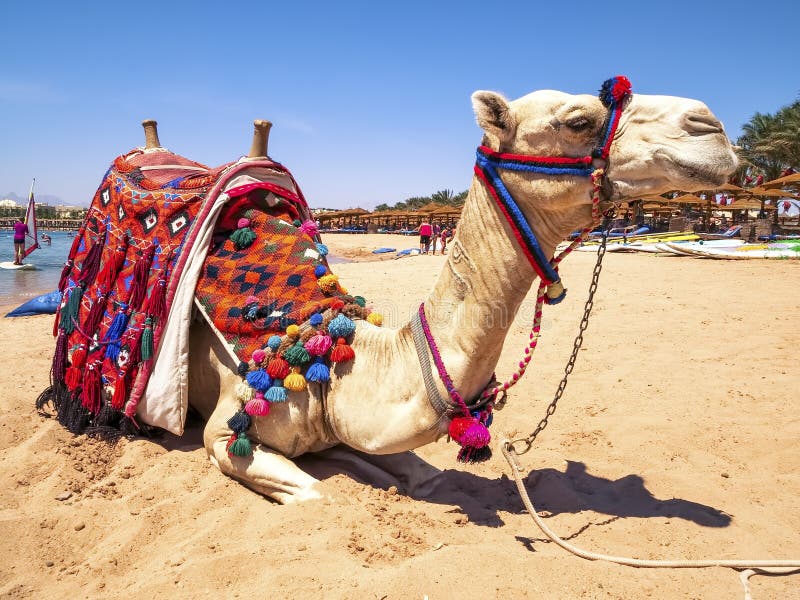 Camel on the beach stock image. Image of hump, summer - 93559149