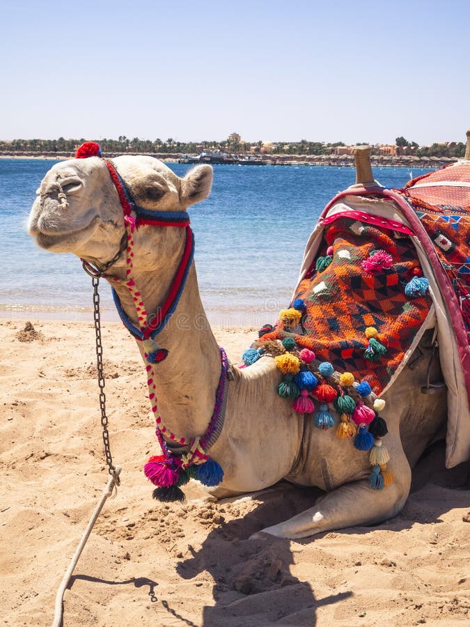Camel on the beach stock image. Image of journey, arab - 93935809