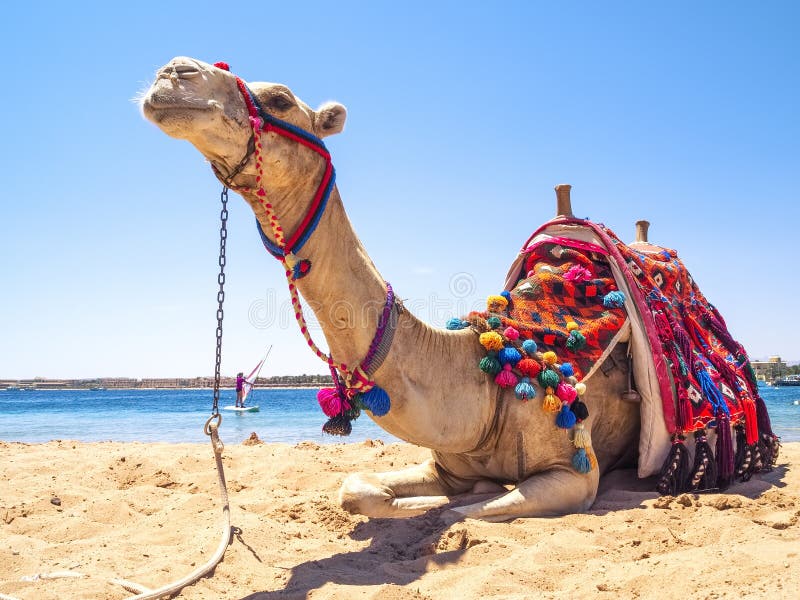 Camel on the beach stock image. Image of arabian, eating - 93936867