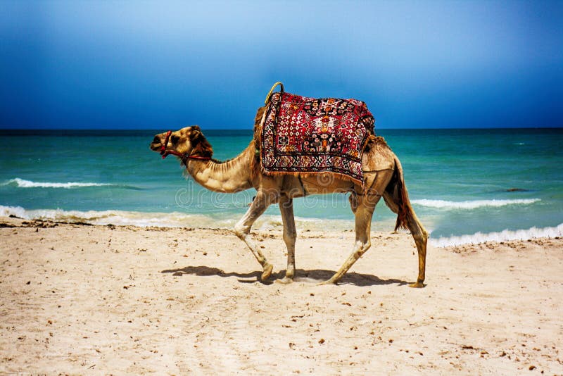 Camel on the beach stock photo. Image of arabic, sandy - 7788818