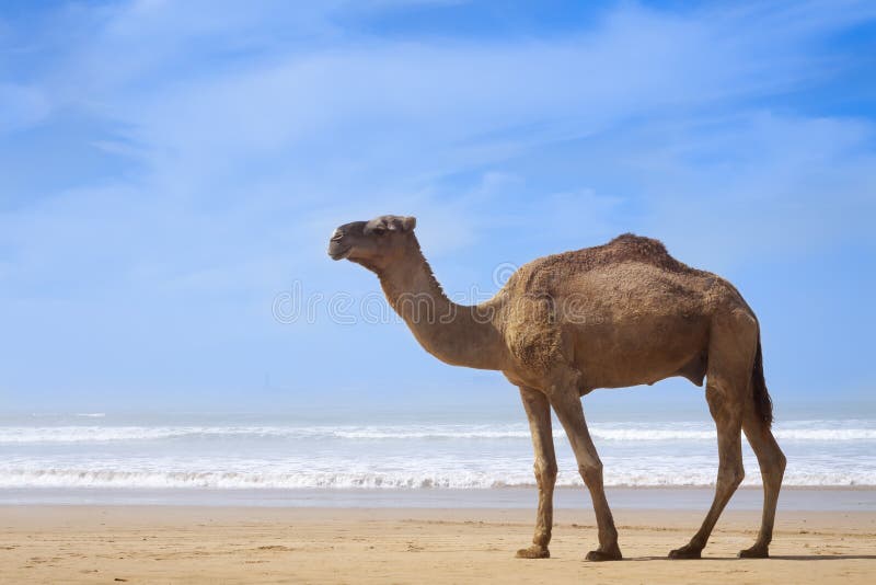 Camel on the beach stock photo. Image of hump, dunes - 219947442