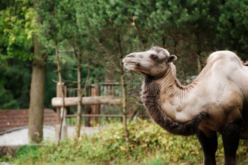 Camel stock image. Image of domestic, outdoor, face, grass - 58755937