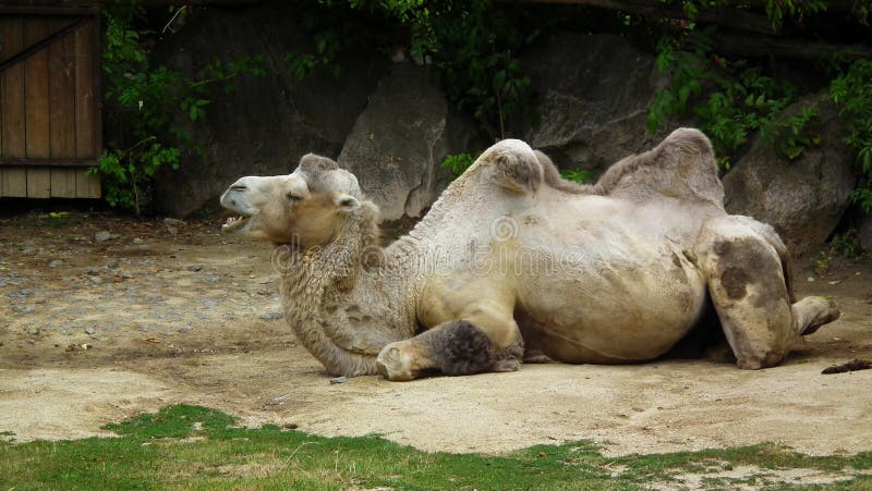 Camel stock image. Image of trees, sleep, ground, animals - 51359505