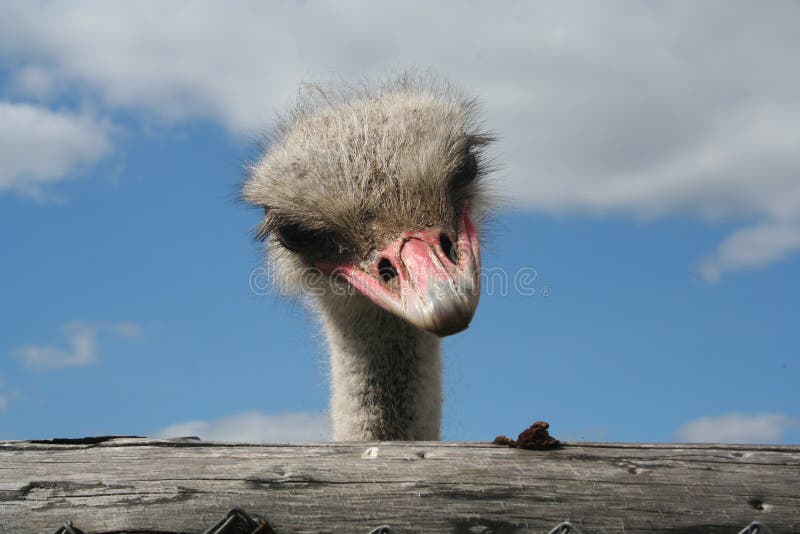 Camel-bird stock photo. Image of snoopy, beaked, beak - 2387572