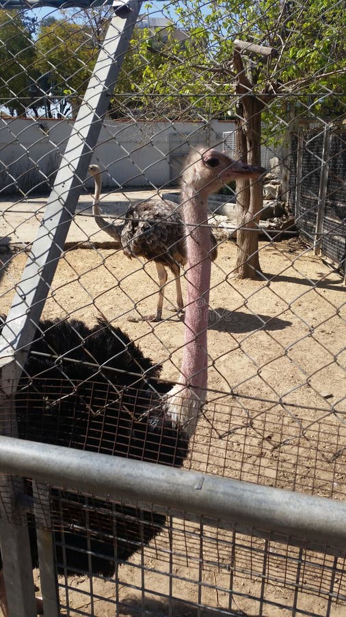 1,435 Camel Bird Stock Photos - Free & Royalty-Free Stock Photos from ...