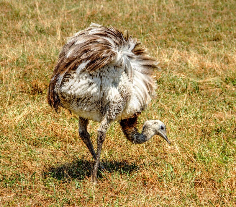 Camel-bird Egg. Classic Blue Color - Trend of 2020 Stock Photo - Image ...