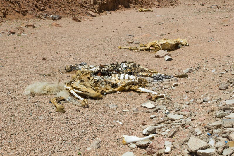 Camel carcass stock image. Image of dead, world, sand - 8376651
