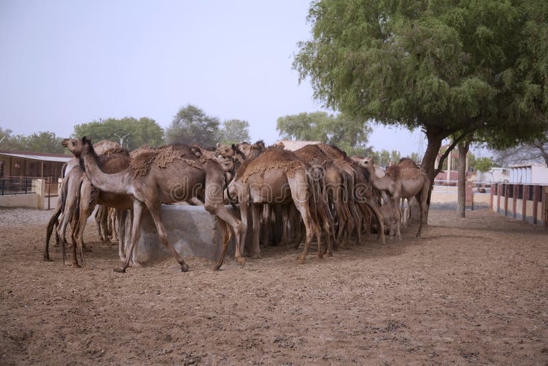 Camel Breeding Farm in Bikaner Stock Image - Image of dinner, camel ...