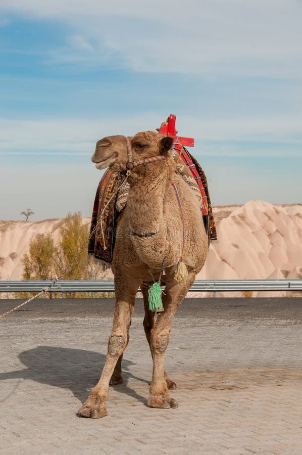 Camel With Saddle Is Seating On The Beach, Egypt Stock Photo - Image of ...