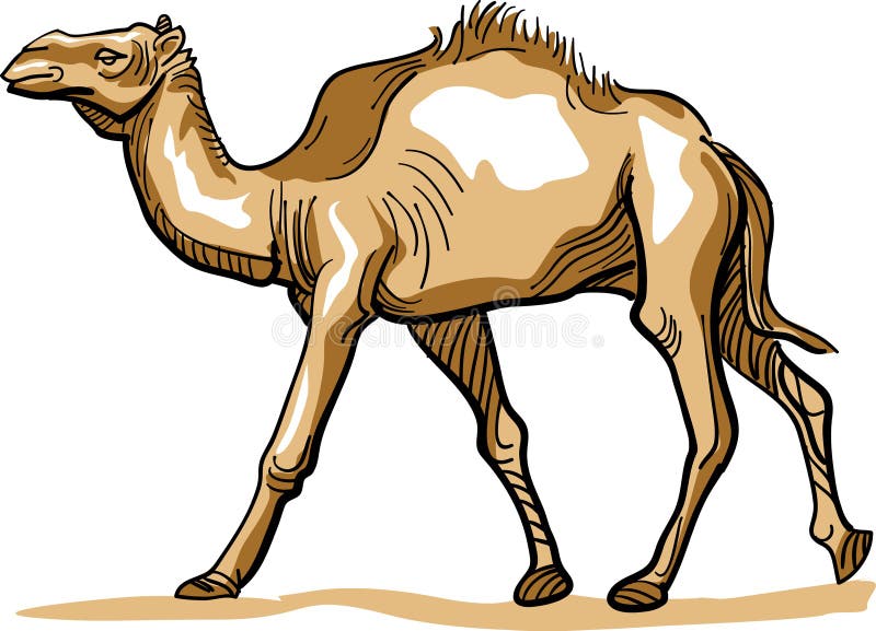 Camel stock vector. Illustration of hump, head, farm - 95524395