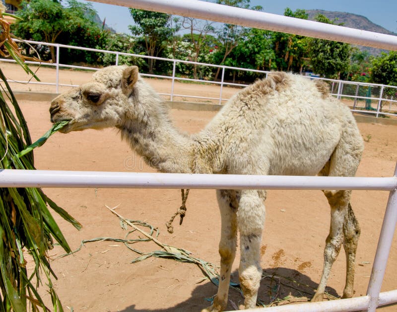 Camel in a Cage at the Zoo Animal in Captivity Stock Photo - Image of ...