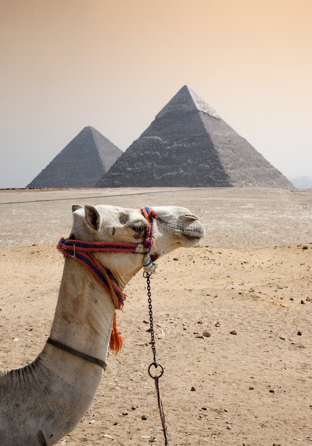 Camel in cairo egypt stock photo. Image of sand, clothing - 246467390