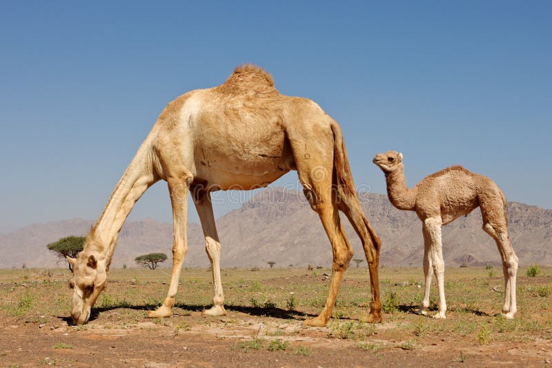 Camel and Calf stock image. Image of loneliness, oman - 16606115
