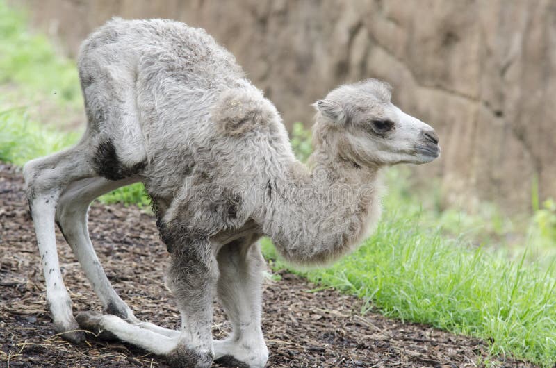 Camel calf 2 stock photo. Image of male, mouth, head - 46341564