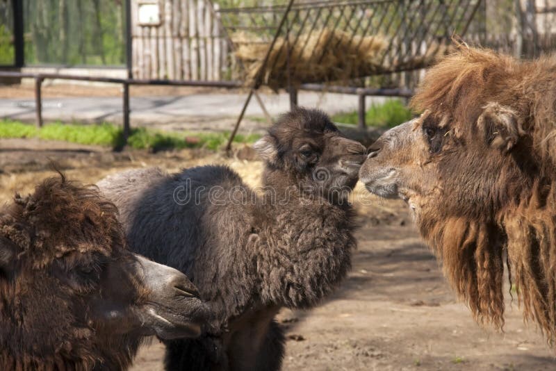 Camel calf and mother stock photo. Image of calf, camel - 30558422