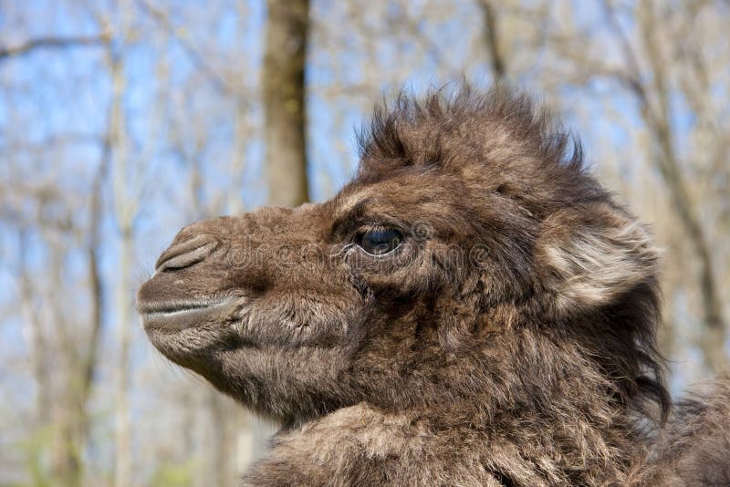 Camel calf stock photo. Image of camelus, baby, young - 30558344