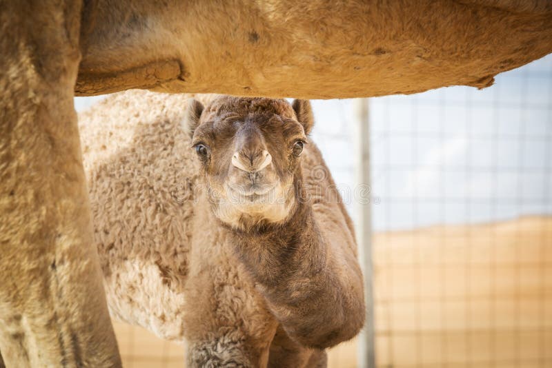 Camel and Calf stock photo. Image of desert, baby, camel - 16606178