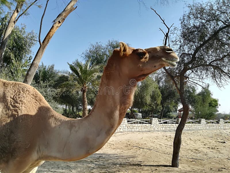 Camel stock photo. Image of desert, nature, park, camel - 110480036