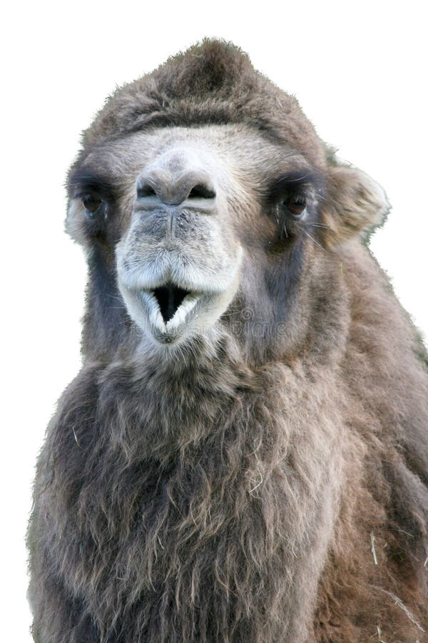 Camel (Camelidae stock photo. Image of caravan, mammal - 288465240