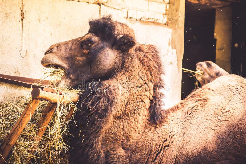 Camel stock photo. Image of travel, outdoors, artiodactyla - 61763788