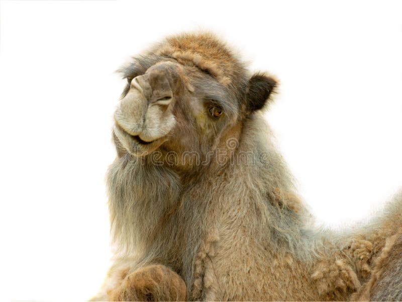 Camel Portrait in Wild Nature Stock Photo - Image of camel, offroad ...