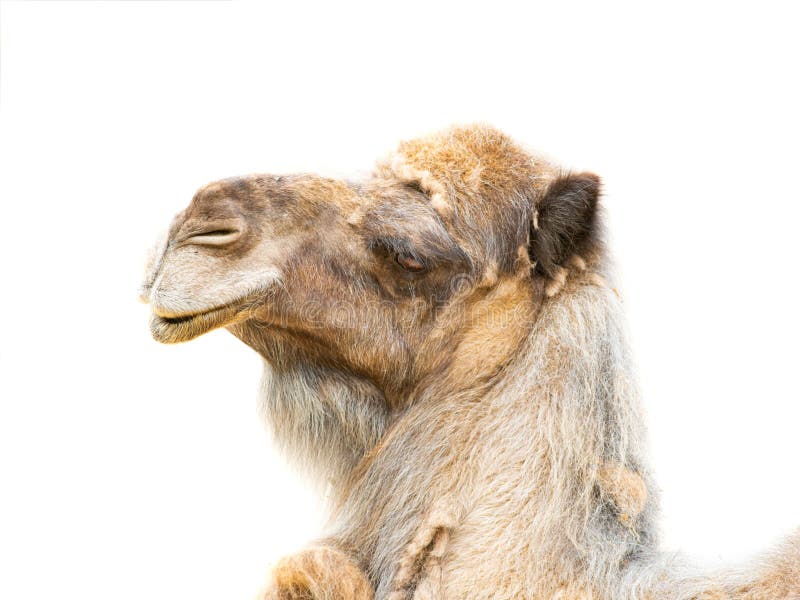 Camel Portrait in Wild Nature Stock Photo - Image of camel, offroad ...