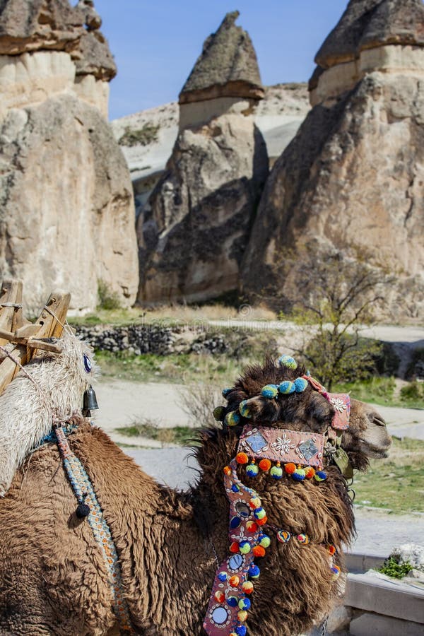 Camel in Cappadocia, Turkey Stock Photo - Image of spring, eastern ...