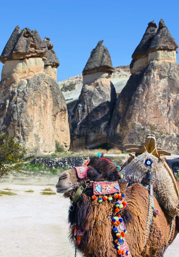Camel in Cappadocia, Turkey Stock Image - Image of turkey, nature: 40514621