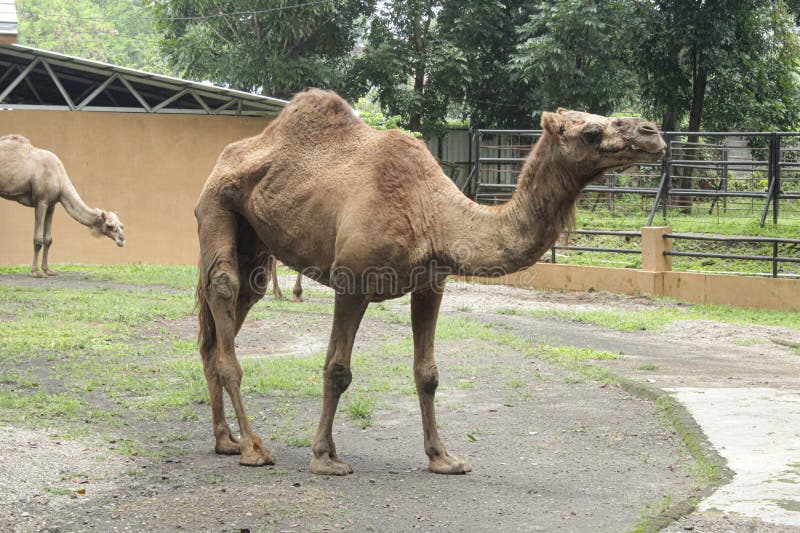 A Camel in Captivity. Camel Enclosure in the Zoo Stock Photo - Image of ...