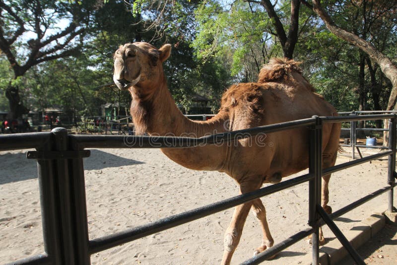 Camel editorial stock photo. Image of mamalia, java, central - 58258808