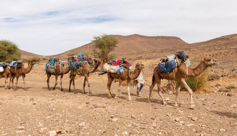Camel Caravan Going through the Desert Stock Image - Image of travel ...