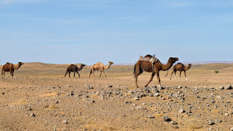 Camel Caravan in the Moroccan Desert Stock Image - Image of sahara ...