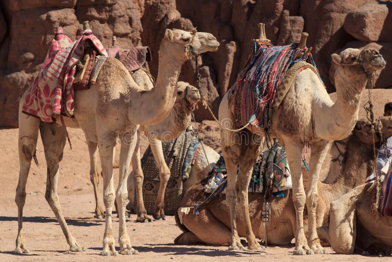 Camel Caravan Rest on Desert Sand. Three Camels in Resting Camel ...